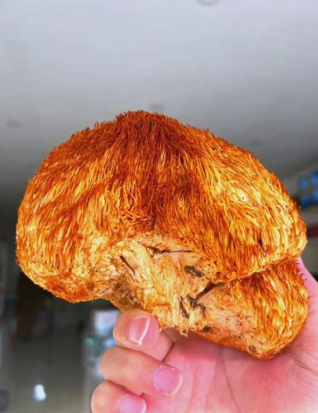 干猴头菇怎么泡发才软_干猴头菇怎么做才好吃-第3张图片-山城妙识