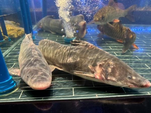 鮰鱼多少钱一斤_鮰鱼价格行情-第3张图片-山城妙识