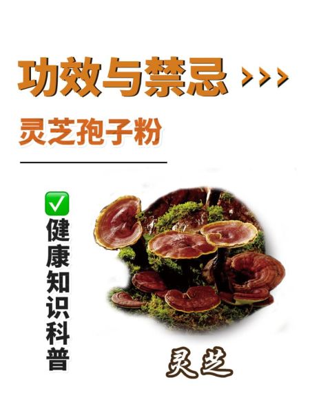 灵芝孢子粉禁忌人群_哪些人不能吃灵芝孢子粉-第2张图片-山城妙识