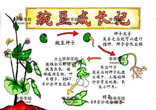 豌豆苗怎么种_豌豆苗种植管理方法-第1张图片-山城妙识