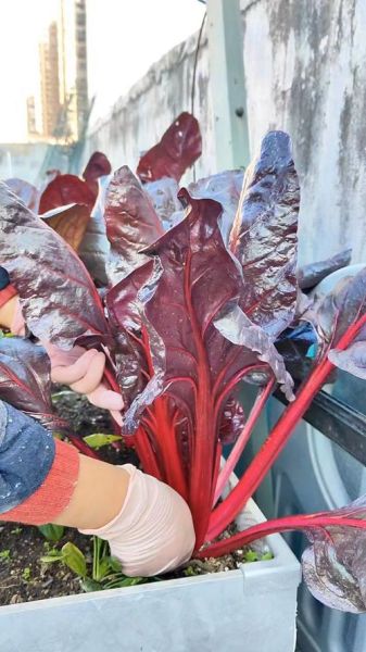 补血菜有哪些_补血菜怎么吃效果最好-第1张图片-山城妙识