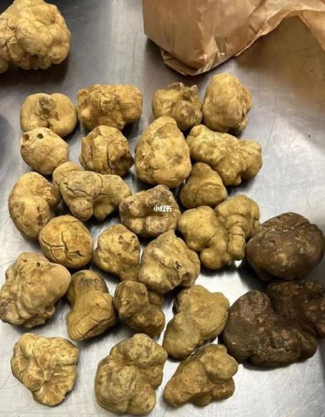 白松露长什么样子_白松露外观特征-第3张图片-山城妙识