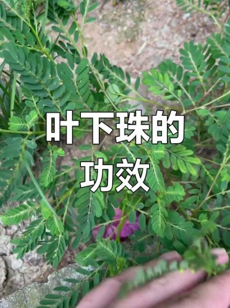 叶下珠的功效与作用_叶下珠的副作用有哪些-第1张图片-山城妙识 叶下珠的功效与作用_叶下珠的副作用有哪些-第1张图片-山城妙识
