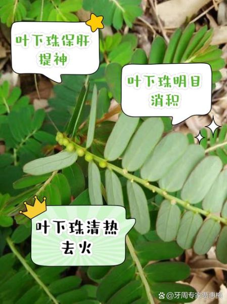 叶下珠的功效与作用_叶下珠的副作用有哪些-第2张图片-山城妙识 叶下珠的功效与作用_叶下珠的副作用有哪些-第2张图片-山城妙识