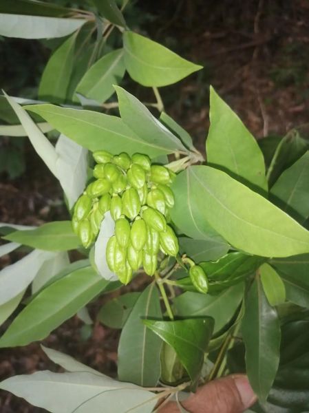 断肠草全株长什么样_断肠草图片与识别要点-第3张图片-山城妙识