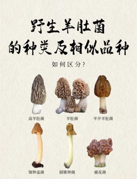 羊肚菌怎么挑选_羊肚菌多少钱一斤-第3张图片-山城妙识