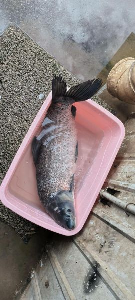 大青鱼怎么做好吃_大青鱼的家常做法-第3张图片-山城妙识