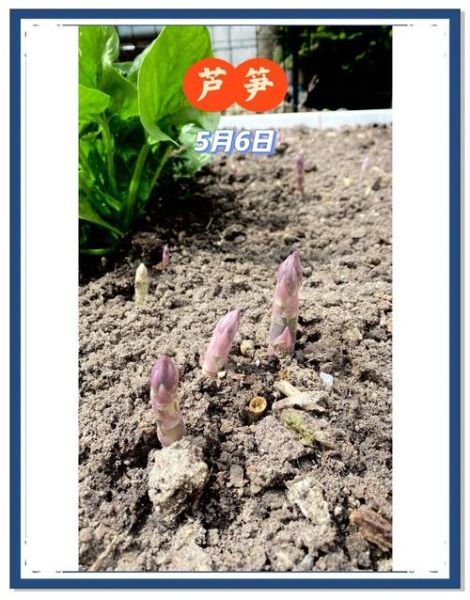 芦笋种子怎么种_芦笋种子育苗方法-第2张图片-山城妙识