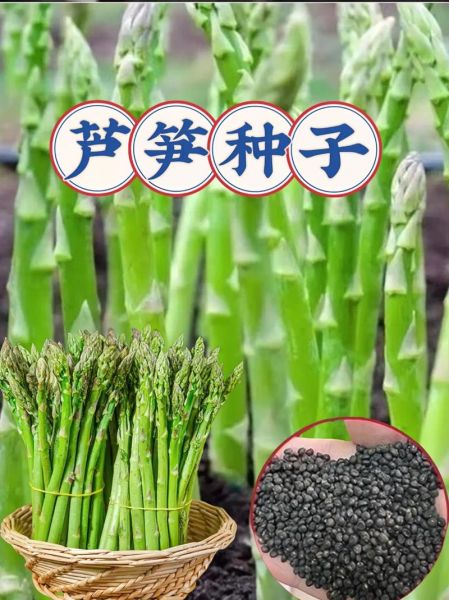 芦笋种子怎么种_芦笋种子育苗方法-第3张图片-山城妙识