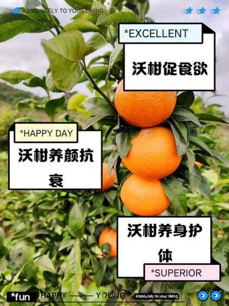 沃柑的功效与作用禁忌_孕妇能吃吗-第1张图片-山城妙识