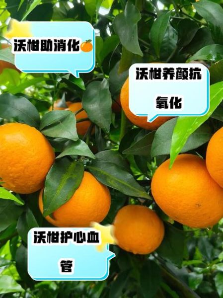 沃柑的功效与作用禁忌_孕妇能吃吗-第2张图片-山城妙识