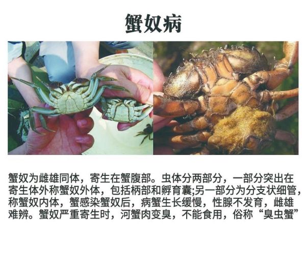 河蟹养殖技术视频_河蟹养殖新手常见问题-第1张图片-山城妙识
