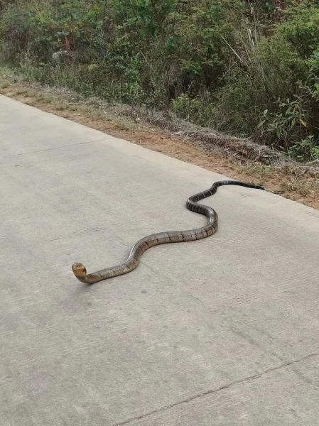 菜花蛇有毒吗_菜花蛇毒性真相-第2张图片-山城妙识