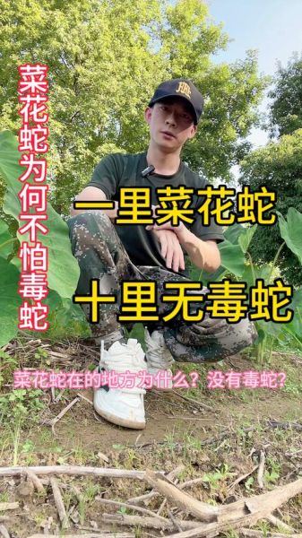 菜花蛇有毒吗_菜花蛇毒性真相-第1张图片-山城妙识