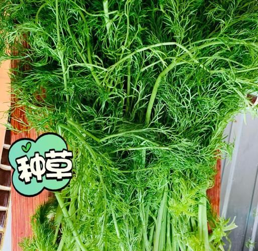 正宗茴香猪肉馅怎么做_茴香猪肉馅怎么调好吃-第2张图片-山城妙识