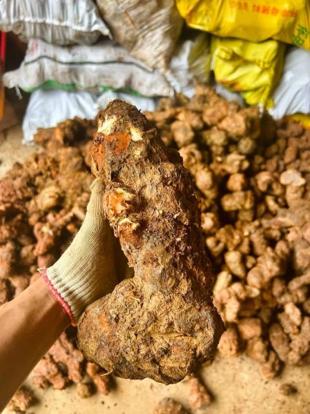 茯苓价格多少钱一斤_茯苓价格受哪些因素影响-第2张图片-山城妙识 茯苓价格多少钱一斤_茯苓价格受哪些因素影响-第2张图片-山城妙识