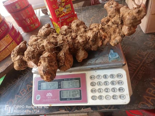 茯苓价格多少钱一斤_茯苓价格受哪些因素影响-第3张图片-山城妙识 茯苓价格多少钱一斤_茯苓价格受哪些因素影响-第3张图片-山城妙识