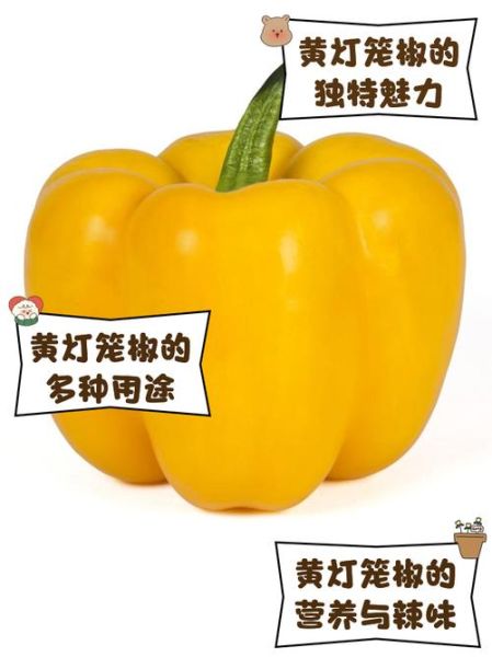 灯笼椒的功效与作用_吃灯笼椒会上火吗-第2张图片-山城妙识