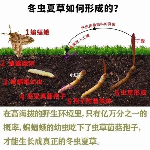 冬虫夏草怎么形成的_冬虫夏草生长过程-第1张图片-山城妙识 冬虫夏草怎么形成的_冬虫夏草生长过程-第1张图片-山城妙识