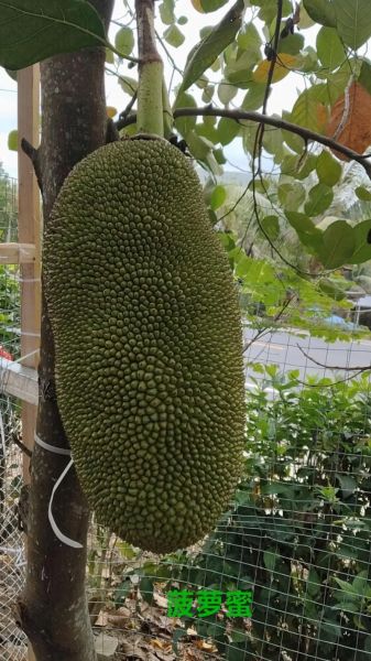 菠萝菠萝蜜歌曲视频在线播放_哪里能看高清完整版-第2张图片-山城妙识