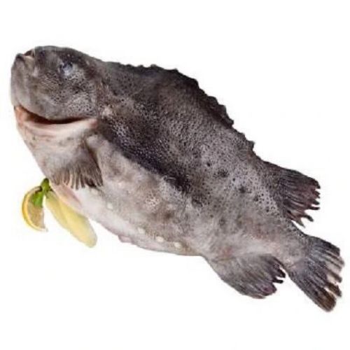 海参斑鱼哪些部位不能吃_海参斑鱼内脏处理-第1张图片-山城妙识