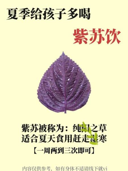 紫苏泡茶喝有什么功效_紫苏叶泡水适合什么人喝-第3张图片-山城妙识 紫苏泡茶喝有什么功效_紫苏叶泡水适合什么人喝-第3张图片-山城妙识