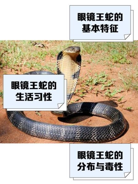 眼镜蛇起源_眼镜蛇为什么叫cobra-第1张图片-山城妙识 眼镜蛇起源_眼镜蛇为什么叫cobra-第1张图片-山城妙识