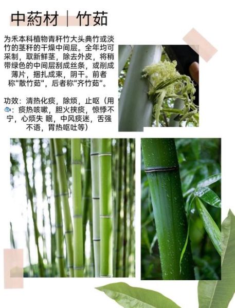 常见药用植物有哪些_如何正确使用-第3张图片-山城妙识