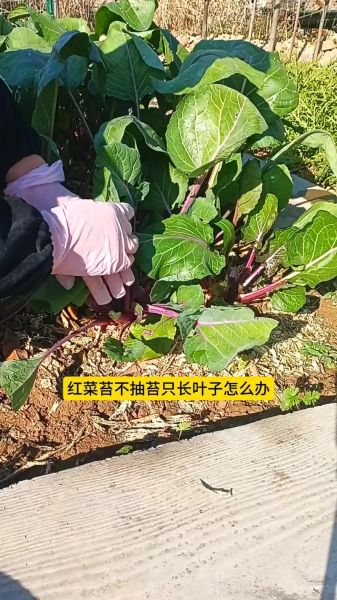 红菜苔叶子很大要不要摘掉_什么时候摘最合适-第1张图片-山城妙识
