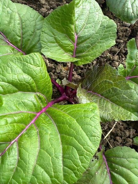 红菜苔叶子很大要不要摘掉_什么时候摘最合适-第2张图片-山城妙识