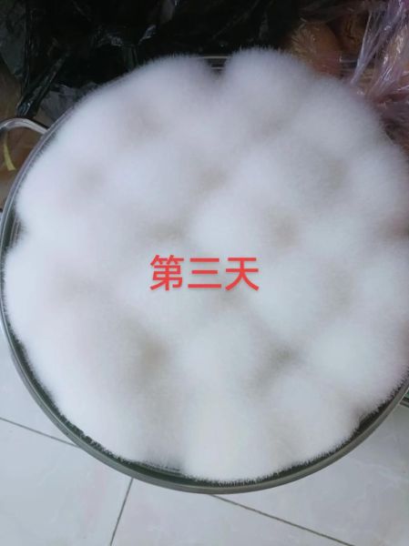 霉豆腐的制作方法图解_霉豆腐怎么做好吃-第1张图片-山城妙识