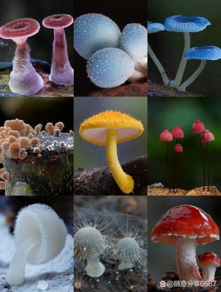 小蘑菇图片怎么拍_小蘑菇图片拍摄技巧-第1张图片-山城妙识