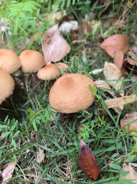 小蘑菇图片怎么拍_小蘑菇图片拍摄技巧-第2张图片-山城妙识