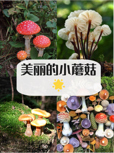 小蘑菇图片怎么拍_小蘑菇图片拍摄技巧-第3张图片-山城妙识