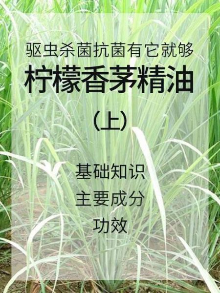柠檬香茅精油的功效与作用_柠檬香茅精油怎么用-第2张图片-山城妙识 柠檬香茅精油的功效与作用_柠檬香茅精油怎么用-第2张图片-山城妙识