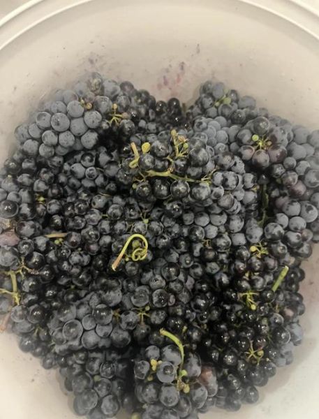 不捏碎葡萄能做葡萄酒吗_传统整粒发酵秘诀-第3张图片-山城妙识 不捏碎葡萄能做葡萄酒吗_传统整粒发酵秘诀-第3张图片-山城妙识