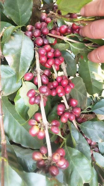 咖啡树长什么样_咖啡树外形特征-第1张图片-山城妙识