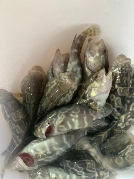 石斑鱼养殖基地选址_石斑鱼养殖成本-第1张图片-山城妙识