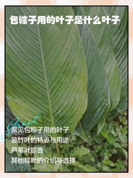南方粽子叶是什么叶子_粽叶种类区别-第2张图片-山城妙识