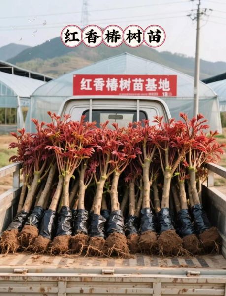 香椿树苗多少钱一棵_哪里有卖-第1张图片-山城妙识 香椿树苗多少钱一棵_哪里有卖-第1张图片-山城妙识