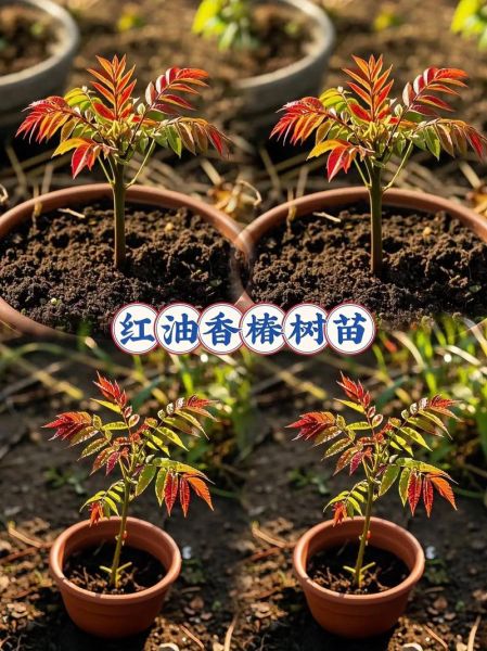 香椿树苗多少钱一棵_哪里有卖-第3张图片-山城妙识 香椿树苗多少钱一棵_哪里有卖-第3张图片-山城妙识