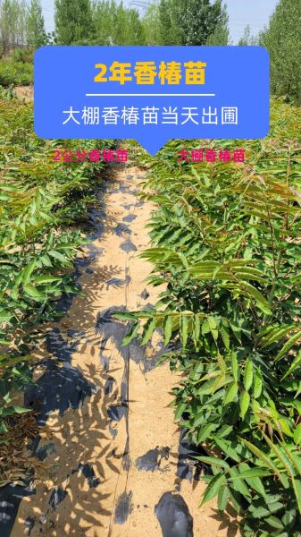 香椿树苗多少钱一棵_哪里有卖-第2张图片-山城妙识 香椿树苗多少钱一棵_哪里有卖-第2张图片-山城妙识