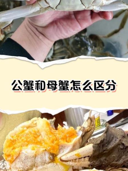 公蟹母蟹的区别图片_如何一眼分辨-第2张图片-山城妙识 公蟹母蟹的区别图片_如何一眼分辨-第2张图片-山城妙识