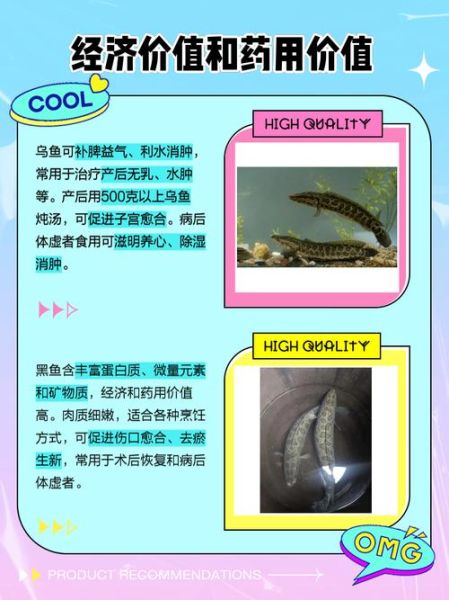 白乌鱼和黑乌鱼哪个好_区别与选购指南-第1张图片-山城妙识