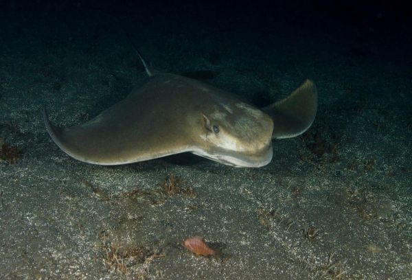 世界上最恐怖的鱼是什么_深海恶魔鱼真相-第1张图片-山城妙识 世界上最恐怖的鱼是什么_深海恶魔鱼真相-第1张图片-山城妙识