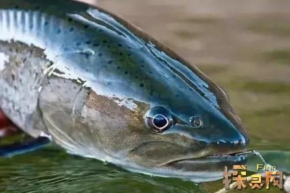 喀纳斯大红鱼最新消息_喀纳斯湖真的有巨型鱼吗-第3张图片-山城妙识