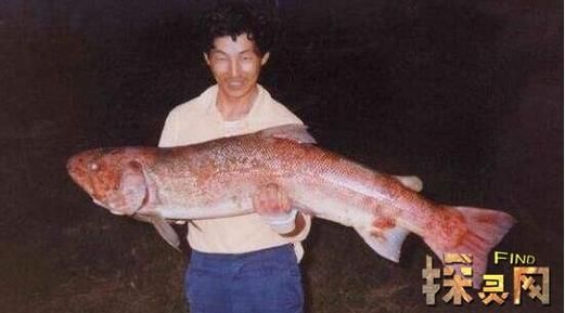 喀纳斯大红鱼最新消息_喀纳斯湖真的有巨型鱼吗-第1张图片-山城妙识