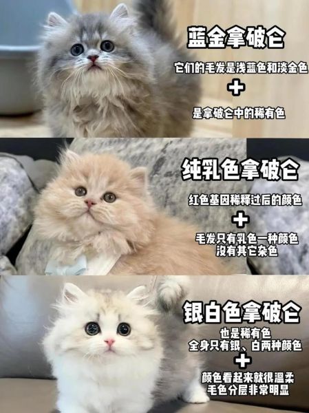拿破仑猫为什么不能养_拿破仑猫饲养禁忌-第2张图片-山城妙识