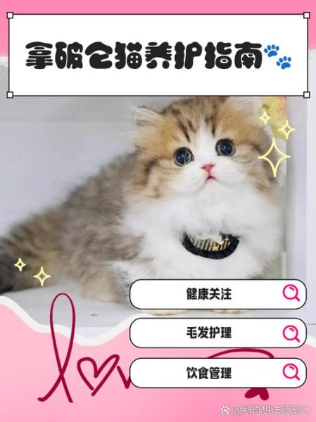 拿破仑猫为什么不能养_拿破仑猫饲养禁忌-第3张图片-山城妙识