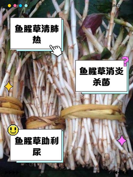 鱼腥草怎么煮水喝_鱼腥草煮水的正确方法-第2张图片-山城妙识 鱼腥草怎么煮水喝_鱼腥草煮水的正确方法-第2张图片-山城妙识